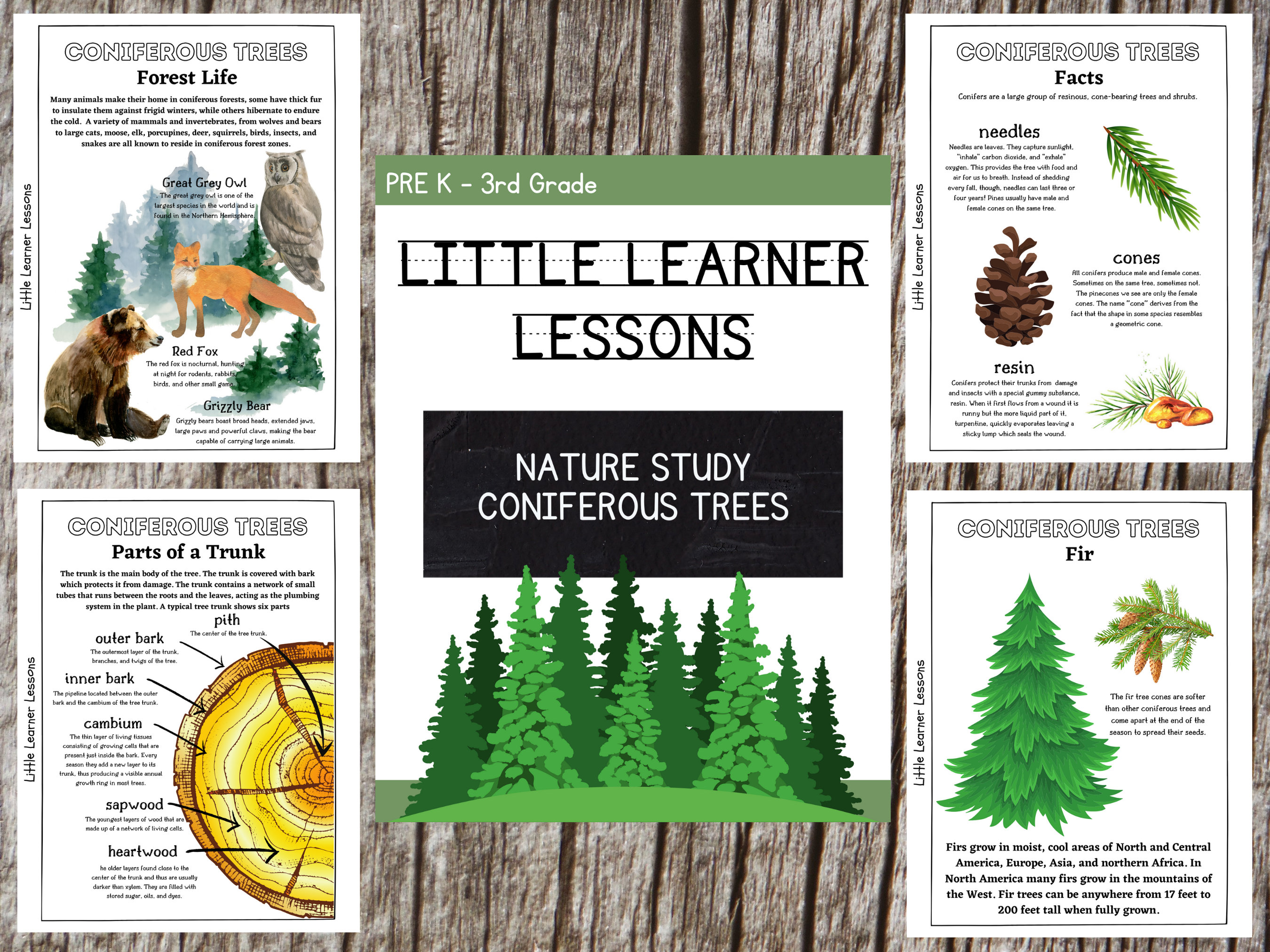 Coniferous Forest Animals And Adaptations