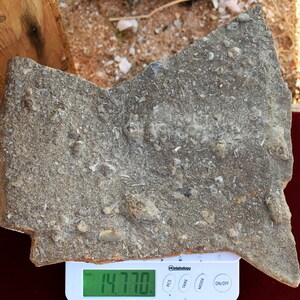 Extra Large Detailed FOSSIL Slab From Socorro, NM 16x15 14.7 Lb Incl ...