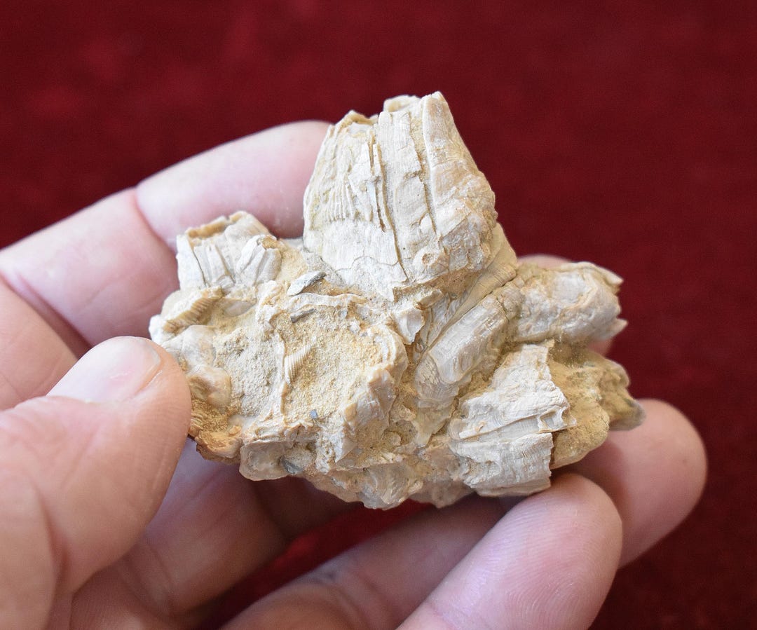 Fossil BARNACLES: 1/4-1 Lb Lots * 50/lb * Famous Locality - Shell ...
