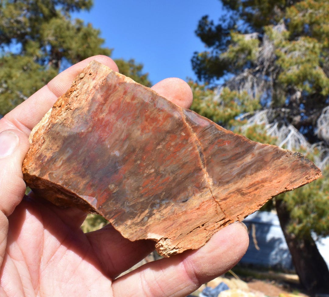 PETRIFIED PALM Tree Fossil Rough * Genus Palmoxylon * Raw Lapidary ...