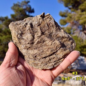 Large Oyster SHELL Fossil Specimens Nicely Detailed 4-6 Size ...
