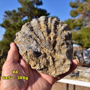 Large OYSTER SHELL Fossil Specimens Nicely Detailed 4-5 Size ...