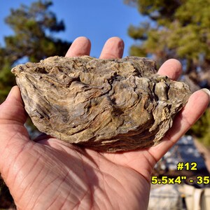 Large OYSTER SHELL Fossil Specimens Nicely Detailed 4-5 Size ...