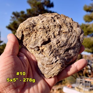 Large OYSTER SHELL Fossil Specimens Nicely Detailed 4-5 Size ...