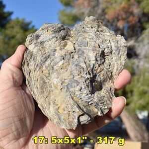 Large Oyster SHELL Fossil Specimens Nicely Detailed 4-6 Size ...