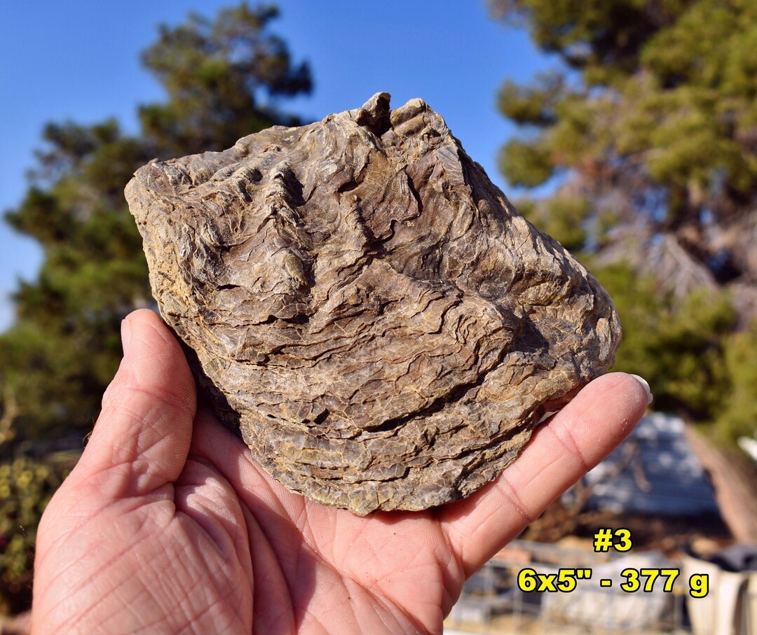Large OYSTER SHELL Fossil Specimens Nicely Detailed 4-6 Size ...