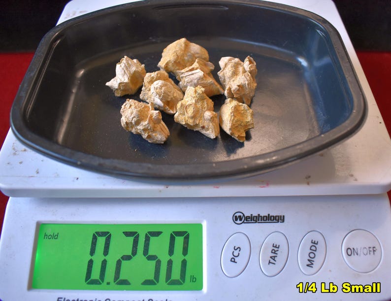 Fossil BARNACLES: 1/4-1 Lb Lots * 50/lb * Famous Locality - Shell ...
