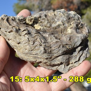 Large OYSTER SHELL Fossil Specimens Nicely Detailed 4-6 Size ...
