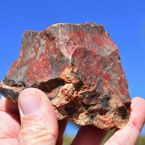PETRIFIED PALM Wood Tumbling Rough Excellent Cutting Cabbing Genus ...