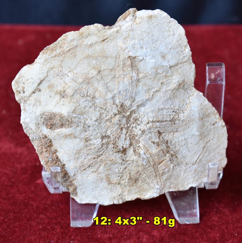 Small Fossil Specimens * - Choice of 20 * Incl Crinoids, Fish ...