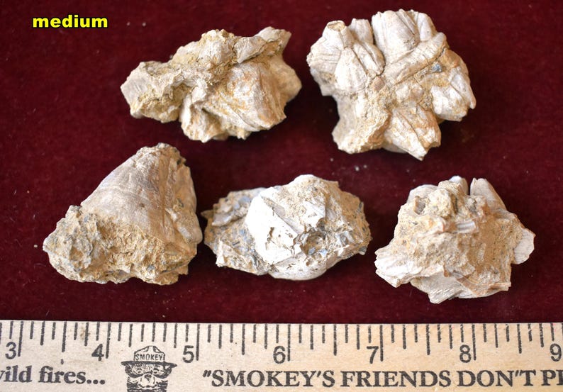 Fossil BARNACLES: 1/4-1 Lb Lots * 50/lb * Famous Locality - Shell ...
