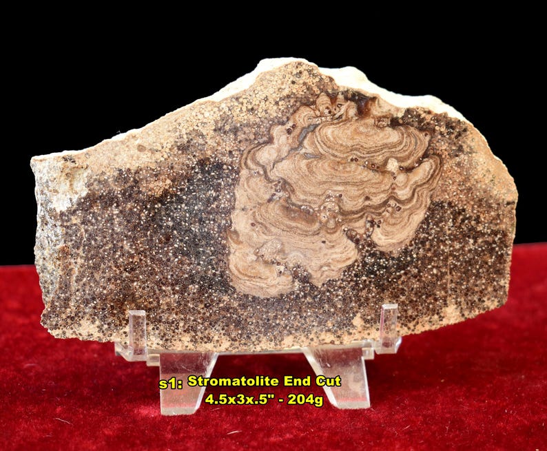 Small Fossil Specimens * - Choice of 20 * Incl Crinoids, Fish ...