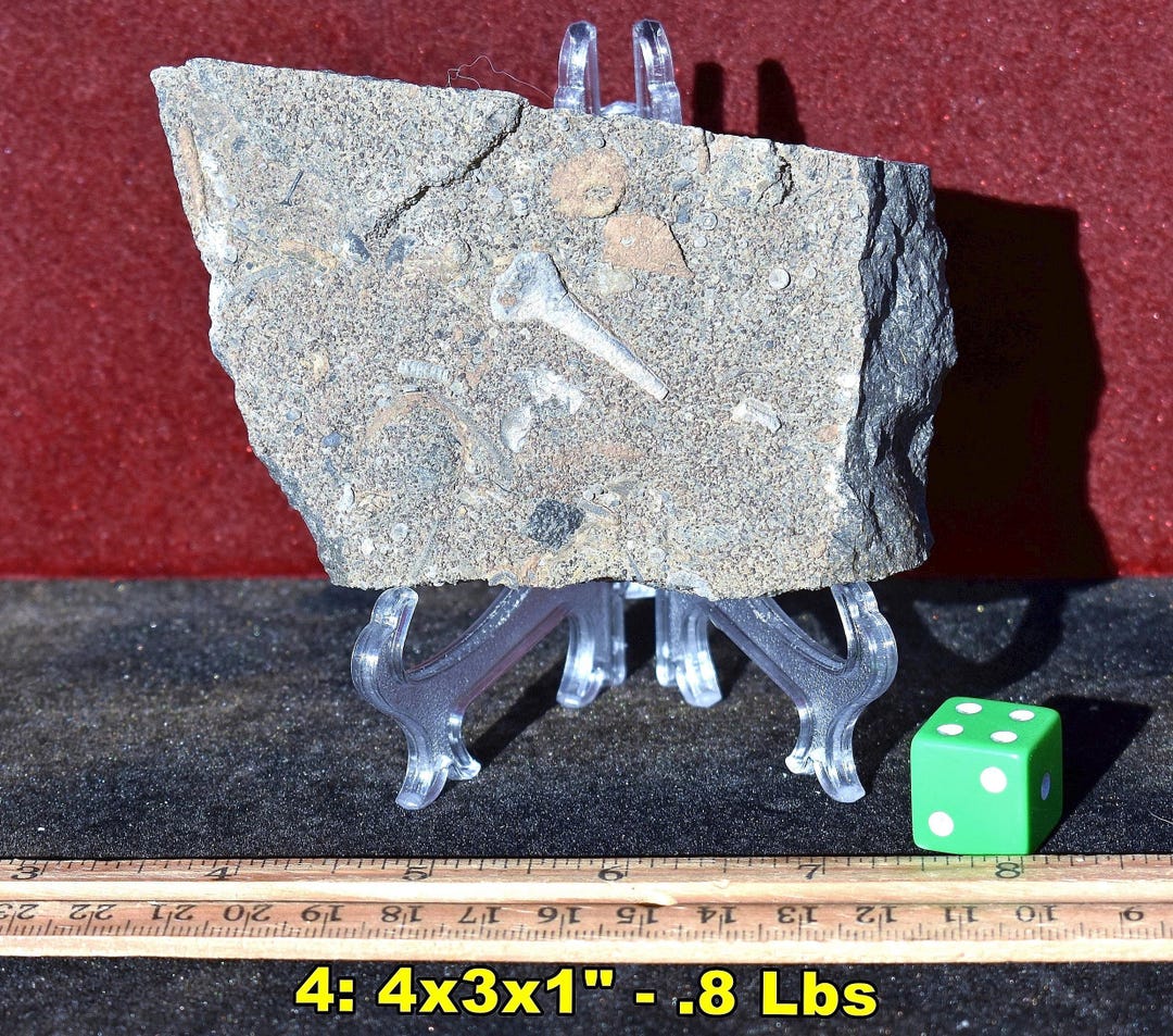 Small Fossil Slab Plates From Famous Locality Socorro, NM Choice of 10 ...