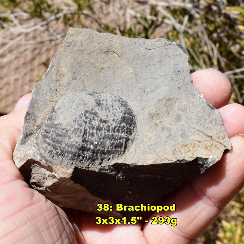 Small Fossil Specimens * - Choice of 20 * Incl Crinoids, Fish ...