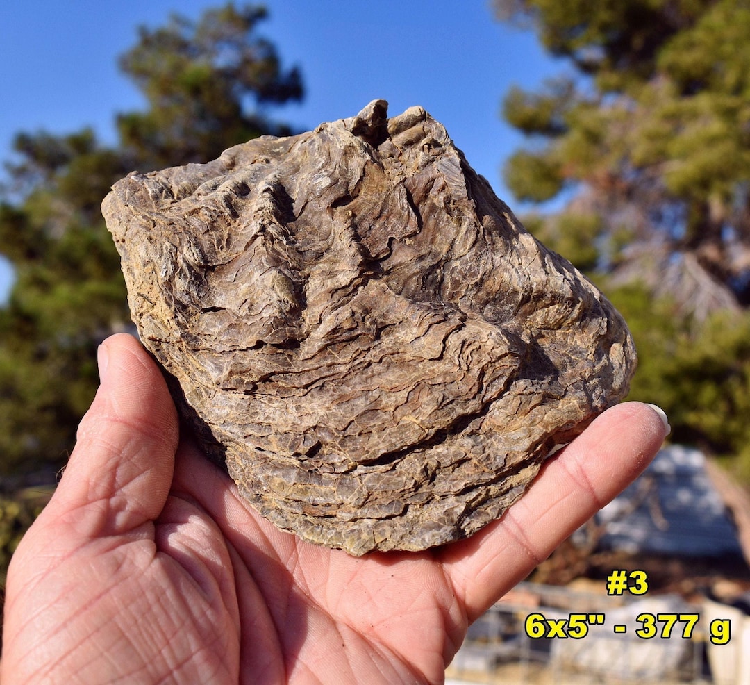 OYSTER SHELL Fossil Specimens * Nicely Detailed 4-6" Size * Prehistoric ...
