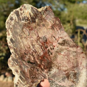 PETRIFIED PALM Wood Tumbling Rough Excellent Cutting Cabbing Genus ...