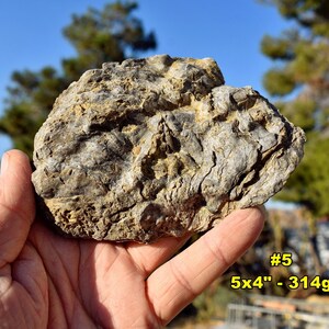 Large OYSTER SHELL Fossil Specimens Nicely Detailed 4-6 Size ...