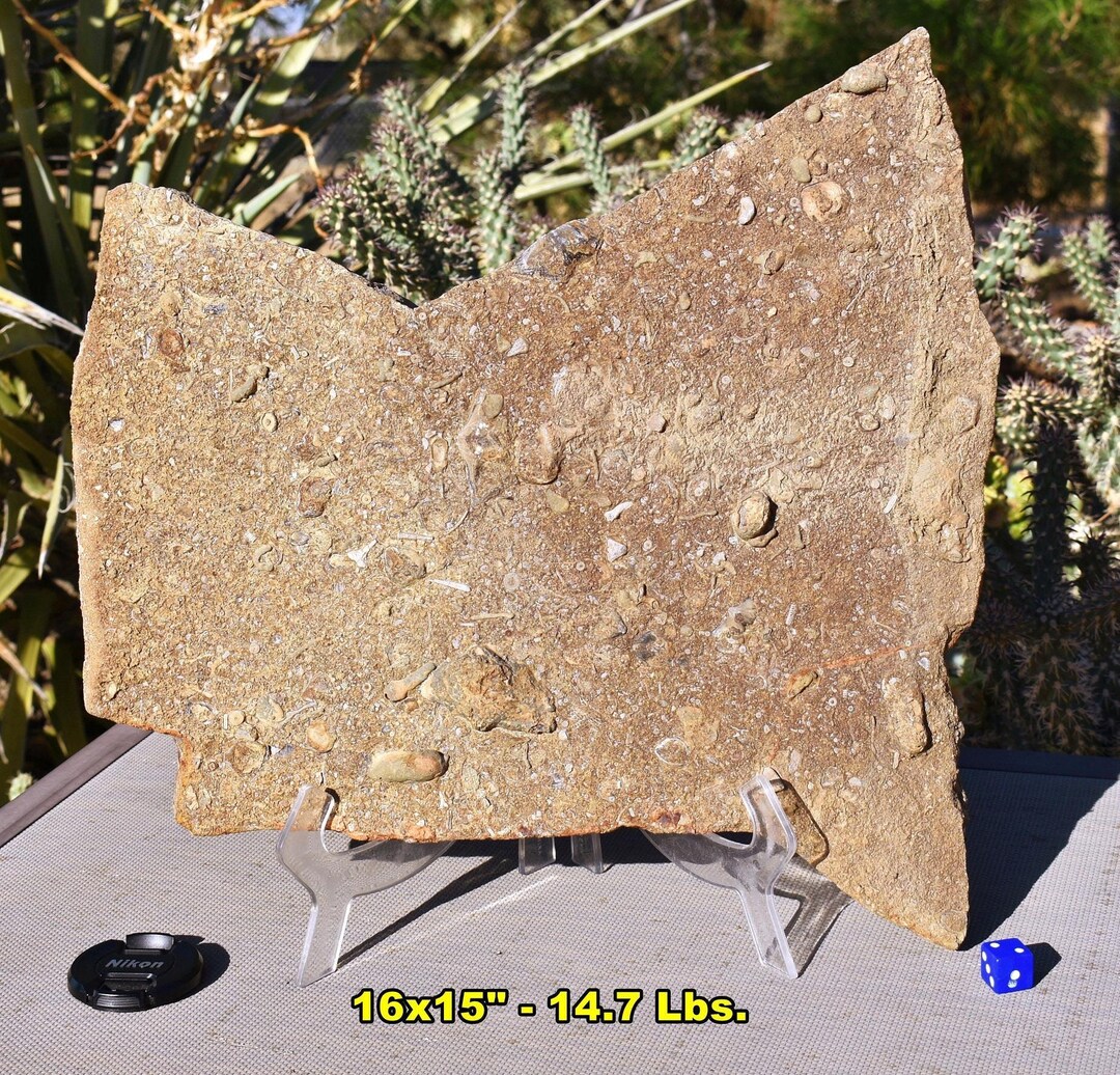 Extra Large Detailed FOSSIL Slab From Socorro, NM 16x15 14.7 Lb Incl ...