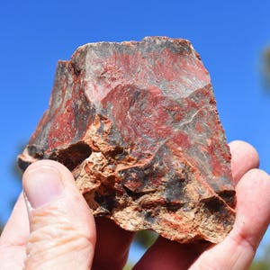 PETRIFIED PALM Wood Tumbling Rough Excellent Cutting Cabbing Genus ...