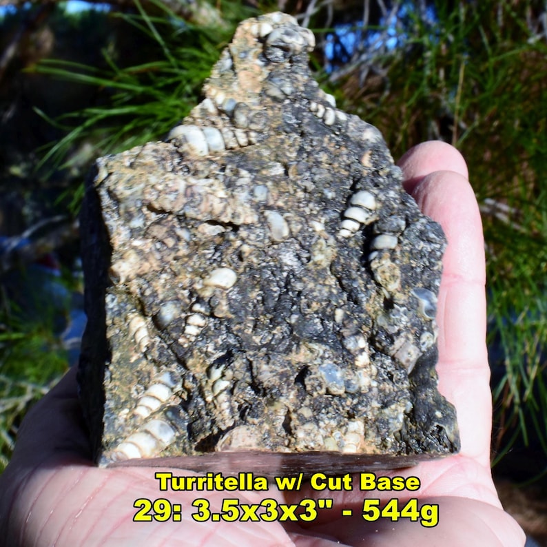 Small Fossil Specimens * - Choice of 20 * Incl Crinoids, Fish ...