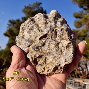 Large OYSTER SHELL Fossil Specimens Nicely Detailed 4-5 Size ...