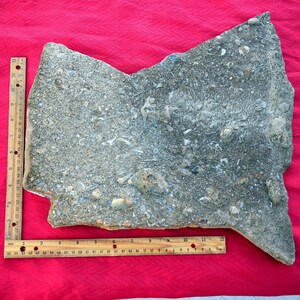Extra Large FOSSIL Plate Slab From Socorro, NM 16x15 14.7 Lb Incl ...