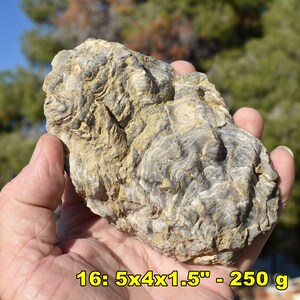 Large OYSTER SHELL Fossil Specimens Nicely Detailed 4-6 Size ...