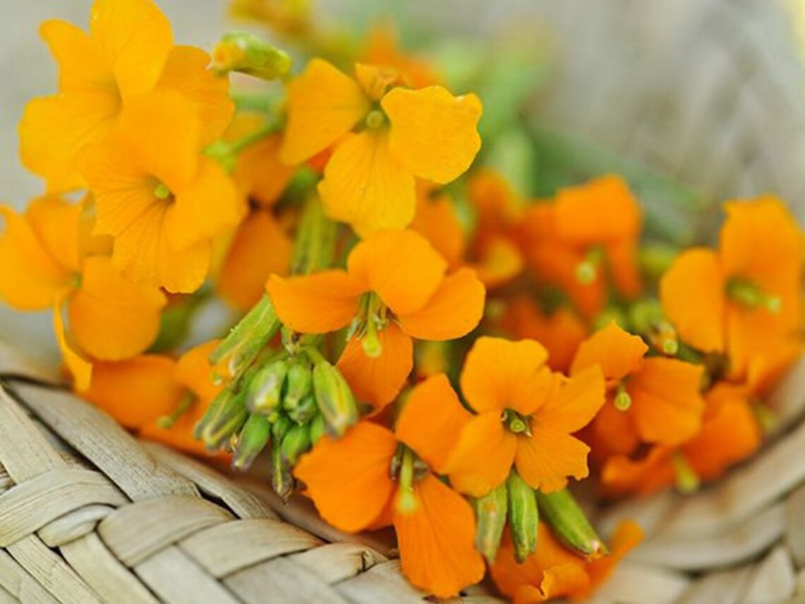 Siberian Wallflower Wildflower - 25 Seeds - Etsy