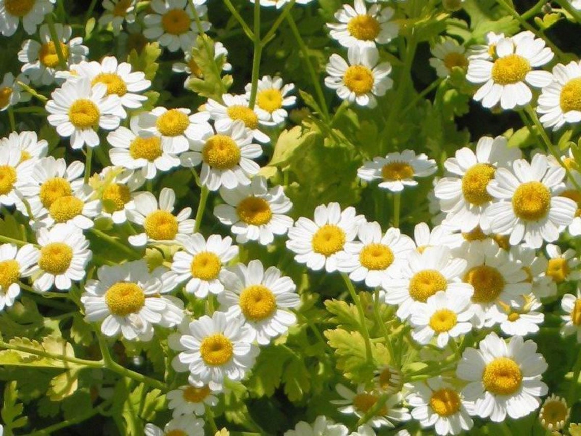 Feverfew Flower Seeds, Herb, Daisy Like Flowers -100 Seeds - Etsy