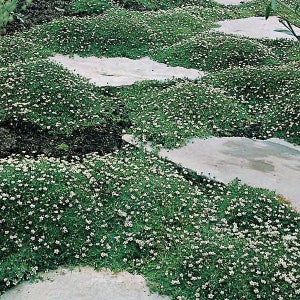 Irish Moss- 50 to 1000 Seeds Ground Cover, Evergreen Ground Cover ...