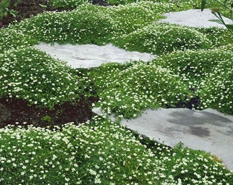Peppermint Moss Rose Ground Cover Plant Seeds 500 Seeds - Etsy