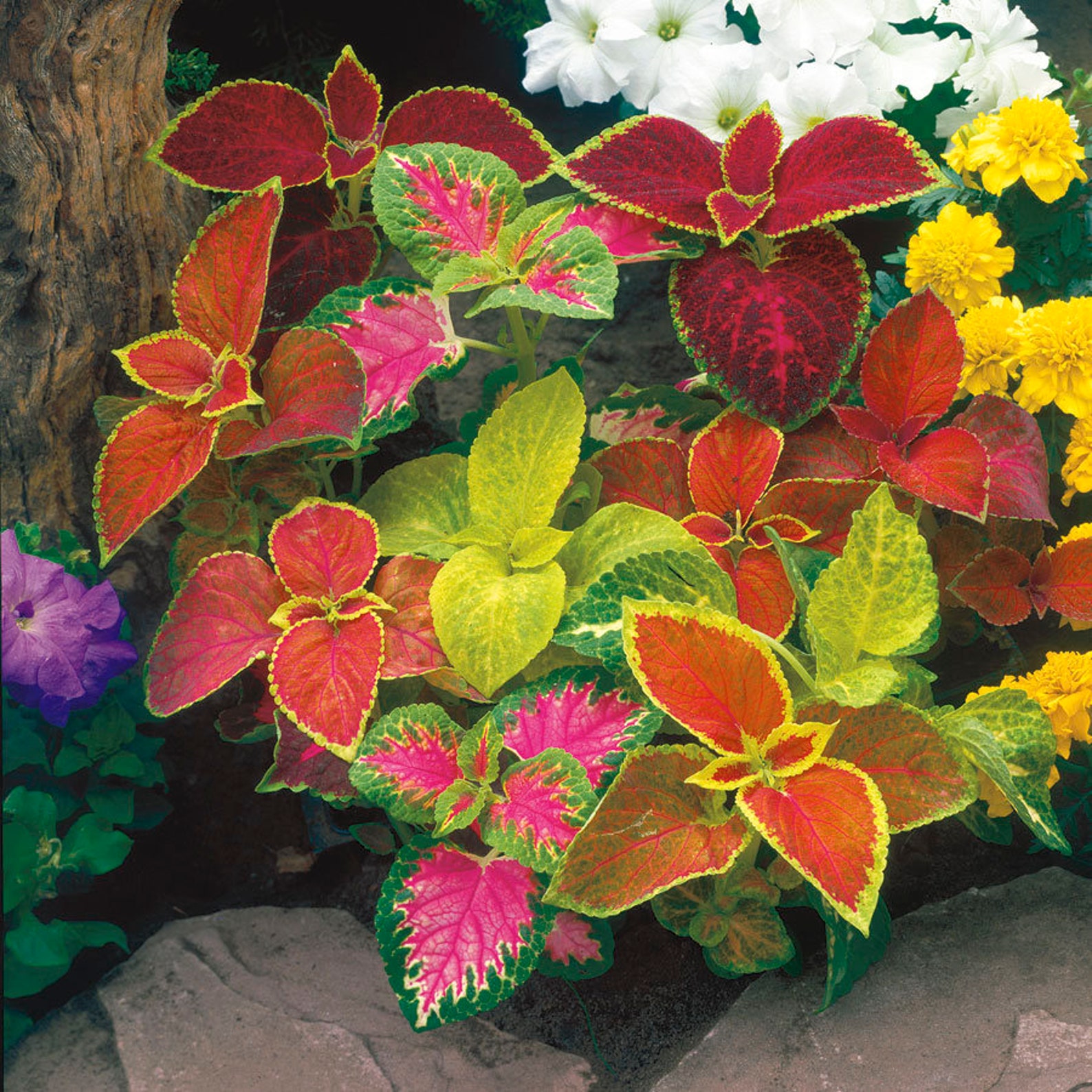 Coleus Wizard Mix Seed - Painted Leaf Mixed Colors - 25 Seeds - Etsy
