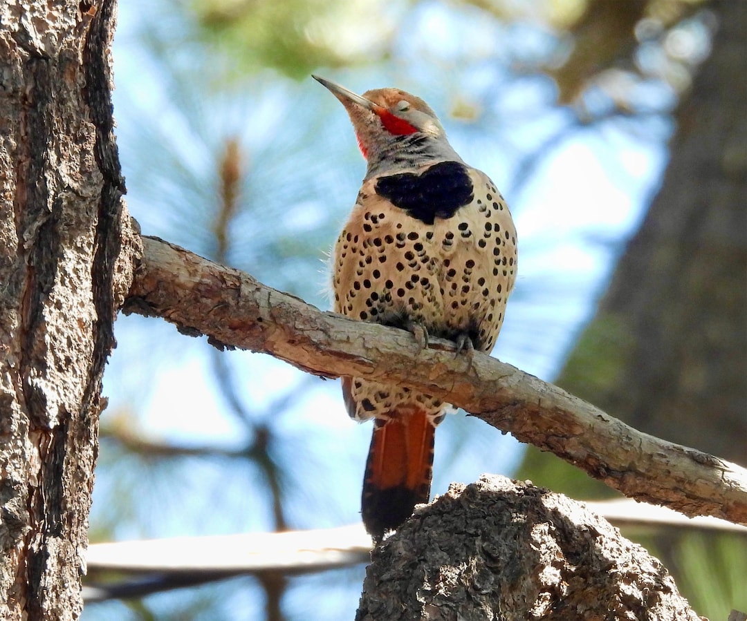Mountain Northern Flicker, Photo, Nature, Birds - Etsy