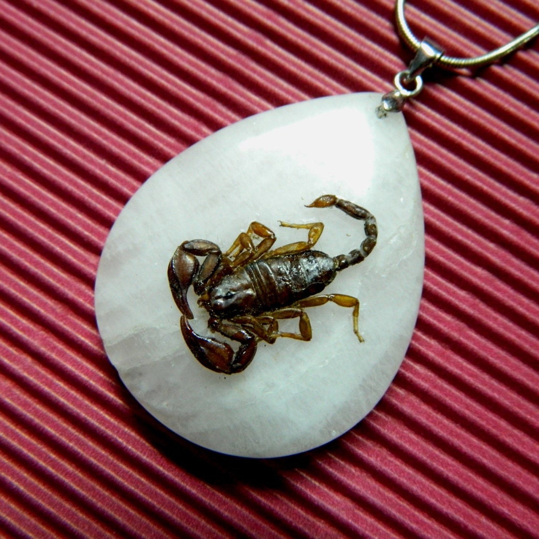 Gemstone Necklace Jewelry Scorpion Zodiac Sign, Decorated Real Dried ...