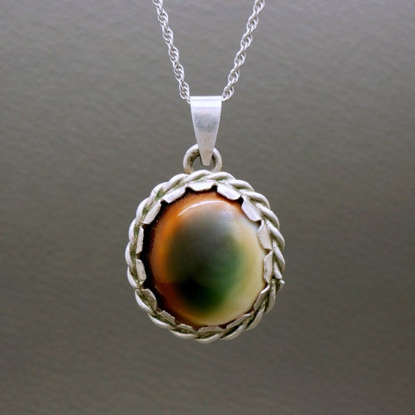 Operculum Shell - Etsy UK