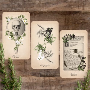 Memento Mori Oracle Deck, Lenormand Anatomy Divination Cards, Witchy Pagan Gift With Unique Art ...