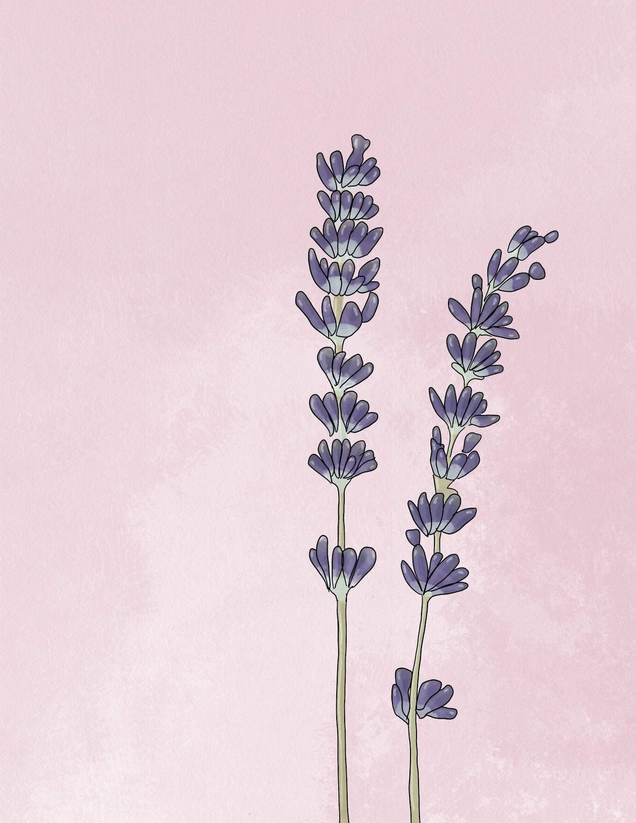 Single Lavender Sprig