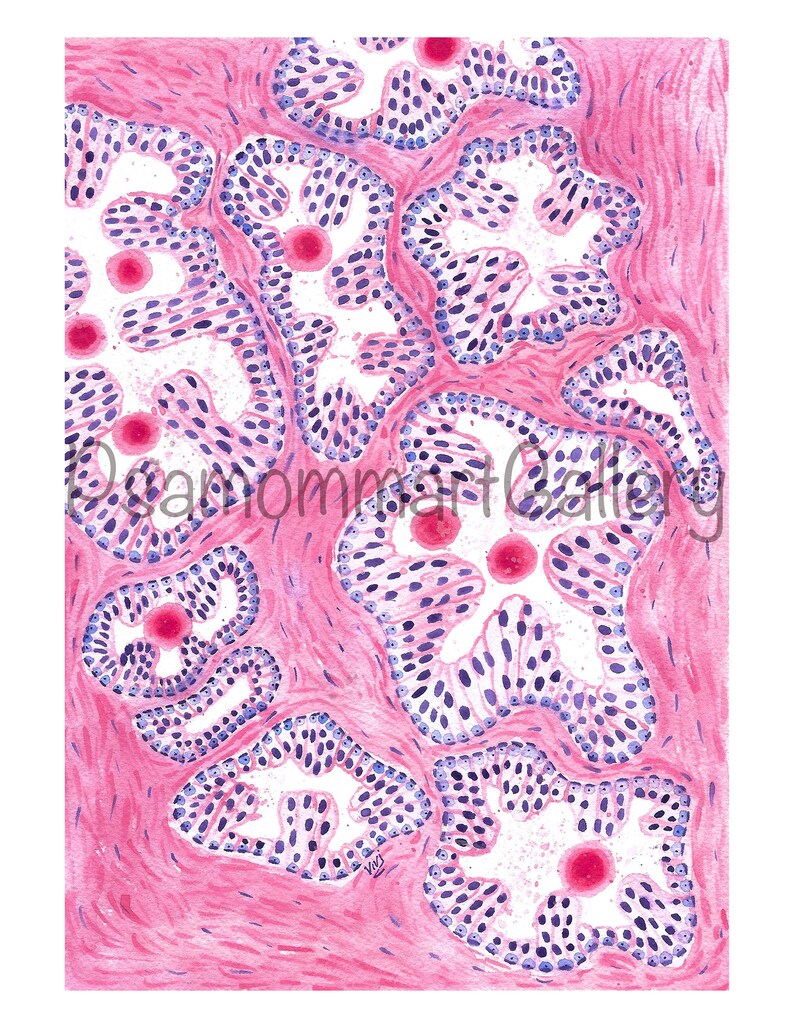 Histology Art, Prostate, Anatomy Wall Art, Watercolor Print, Doctor ...