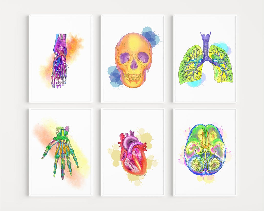Anatomy Art Prints: Colorful Organ & Skull Medical Art (digital ...