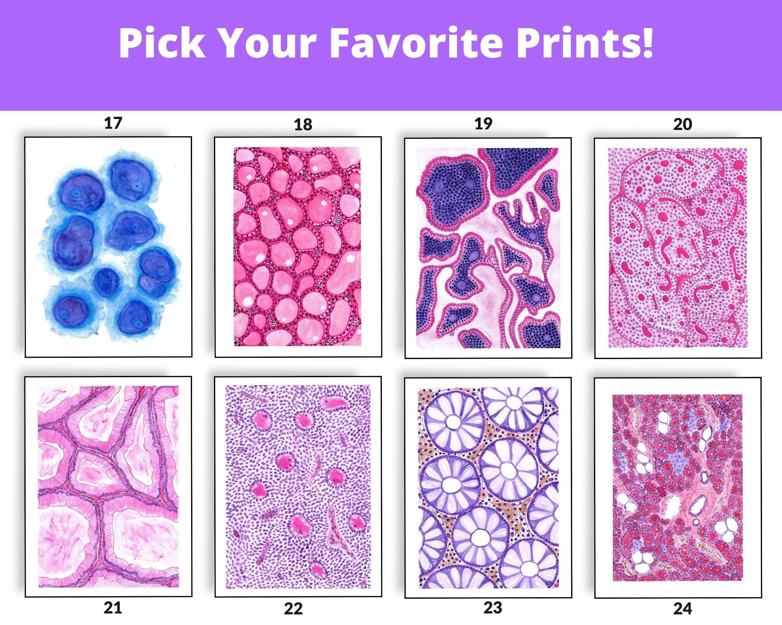 Custom Histology Art Bundle – Choose 3, 5, or 7 Digital Prints ...