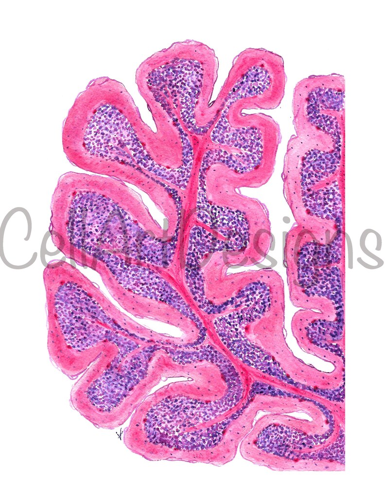 Histology Art Print, Medical Wall Decor, Watercolor Pathology Poster ...