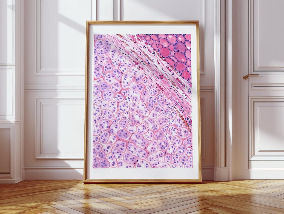 Histology Art, Anatomy Art, Digital Wall Art, Digital Print, Doctor ...