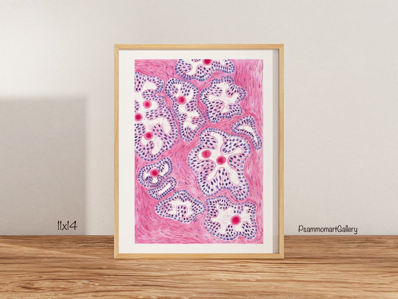 Histology Art, Prostate, Anatomy Wall Art, Watercolor Print, Doctor ...
