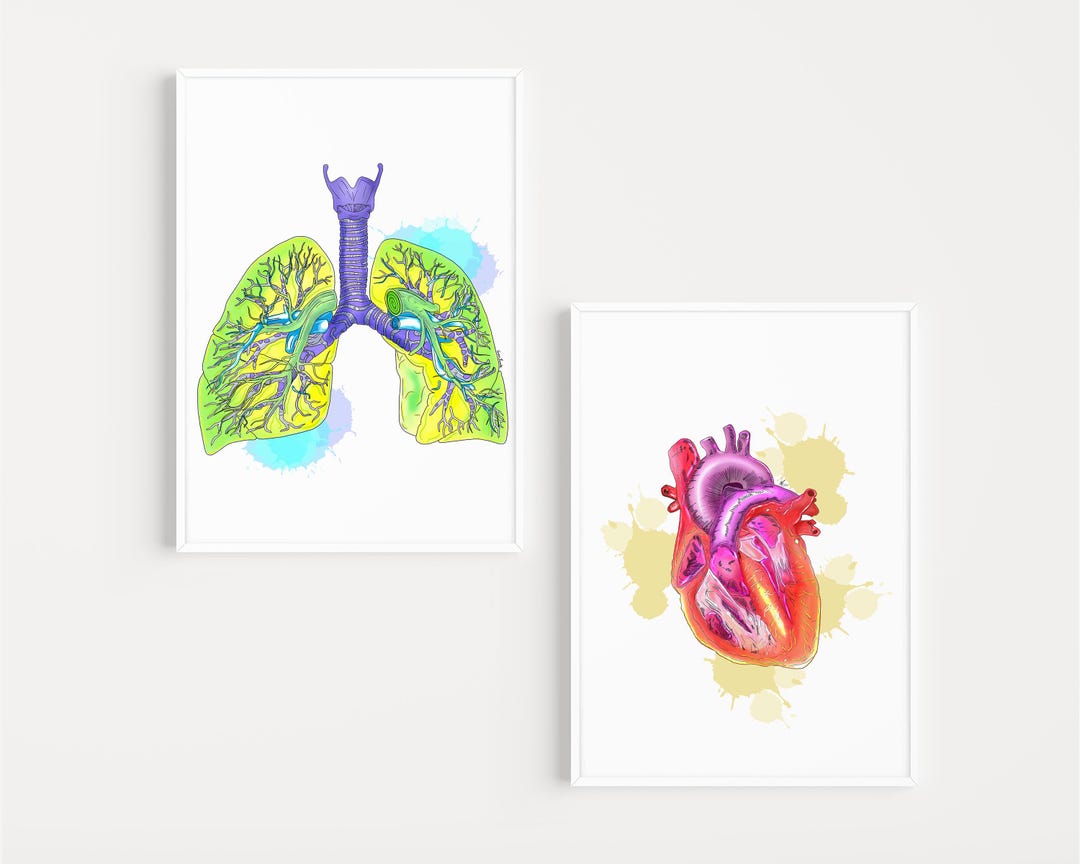 Heart and Lung Anatomy Digital Set: Medical Science Posters (digital ...