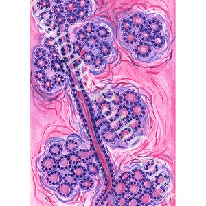 Histology Wall Art, Breast, Anatomy Wall Art, Watercolor Print, Doctor ...