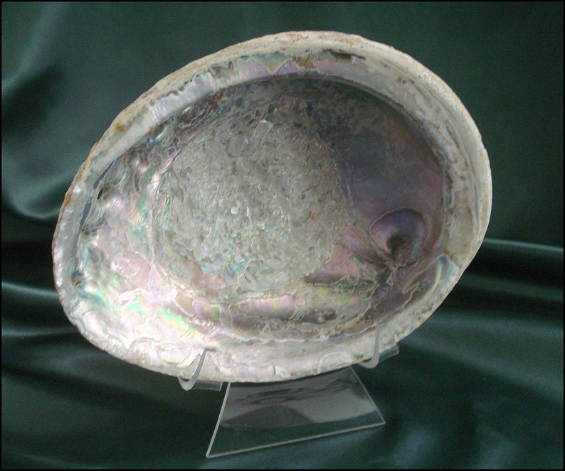 Natural Abalone Shell With Mother of Pearl Inside With Acrylic Stand ...