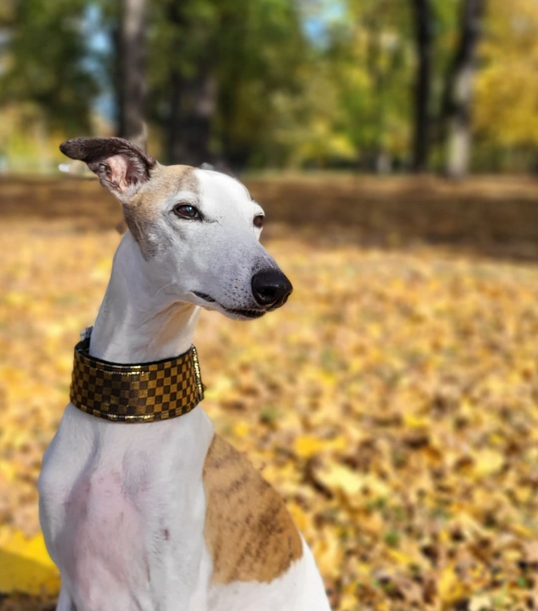 Comfortable, Soft, Cosy Martingale Dog Collar. Whippet Collar ...