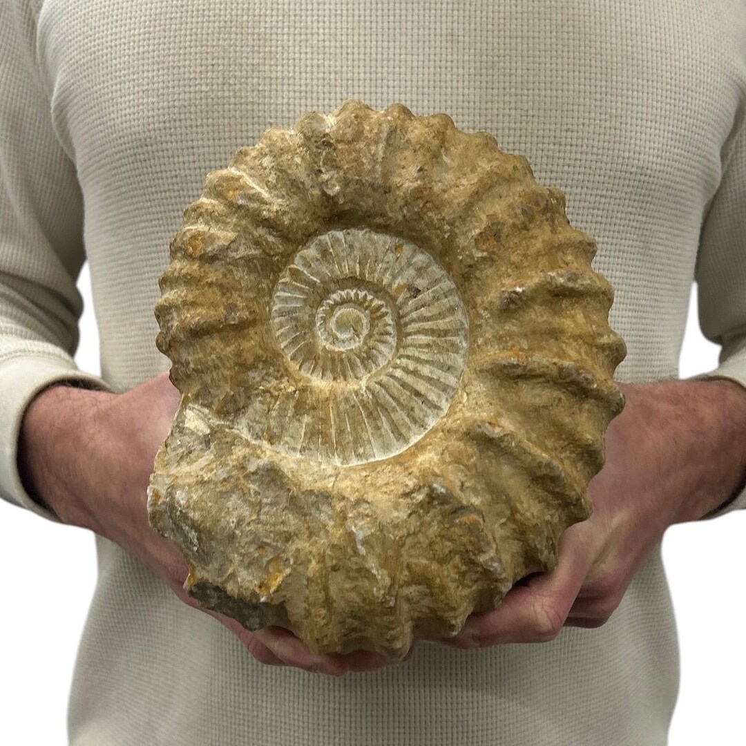 Large Real Fossilized Authentic Ammonite 7.5 6.85 Lbs. Home or Office ...