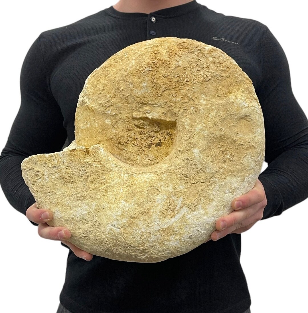 Large Real Fossilized Texas Ammonite 14 32.55 Lbs - Etsy