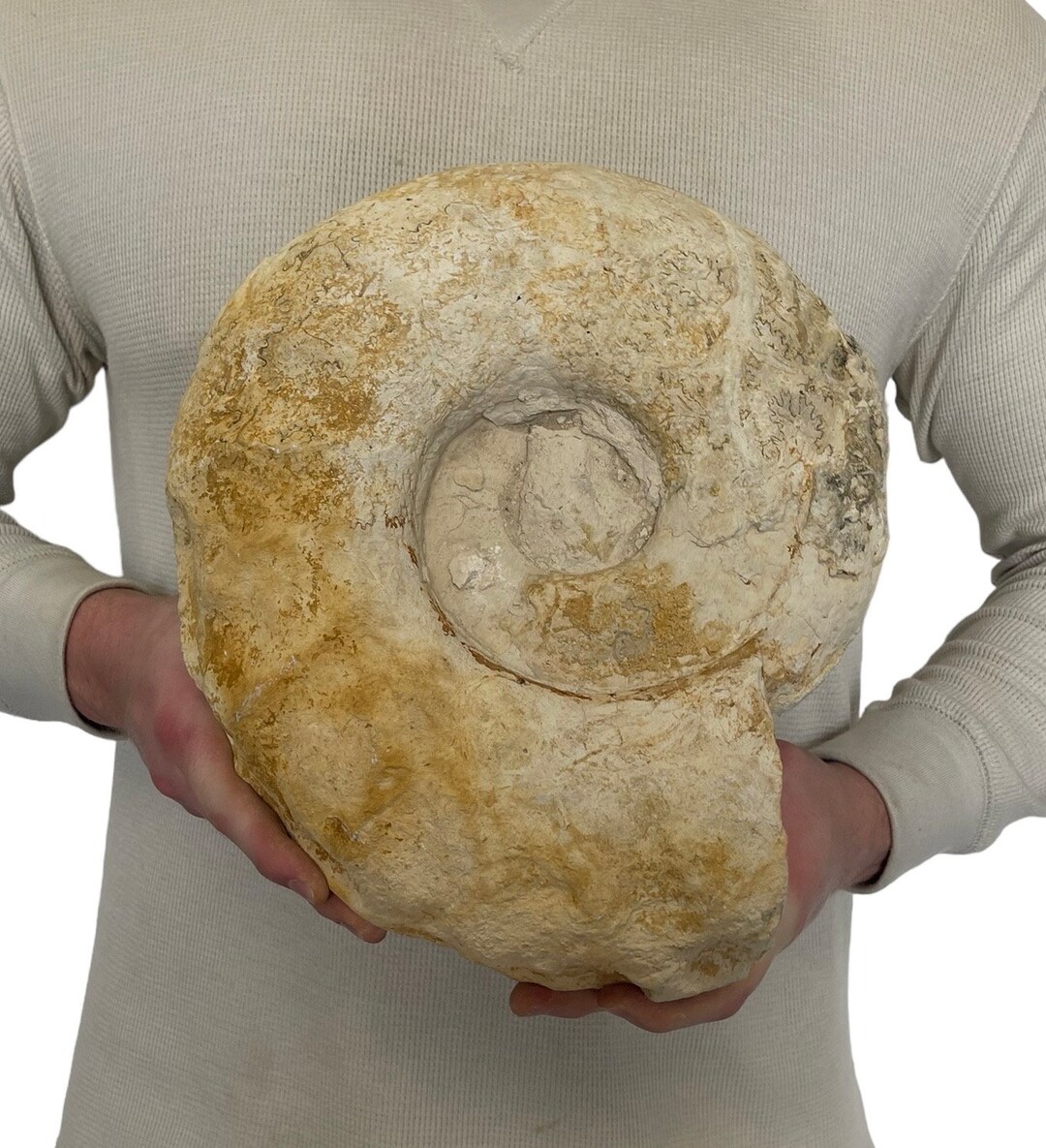 Large Real Fossilized Texas Ammonite 12 21.90lbs - Etsy